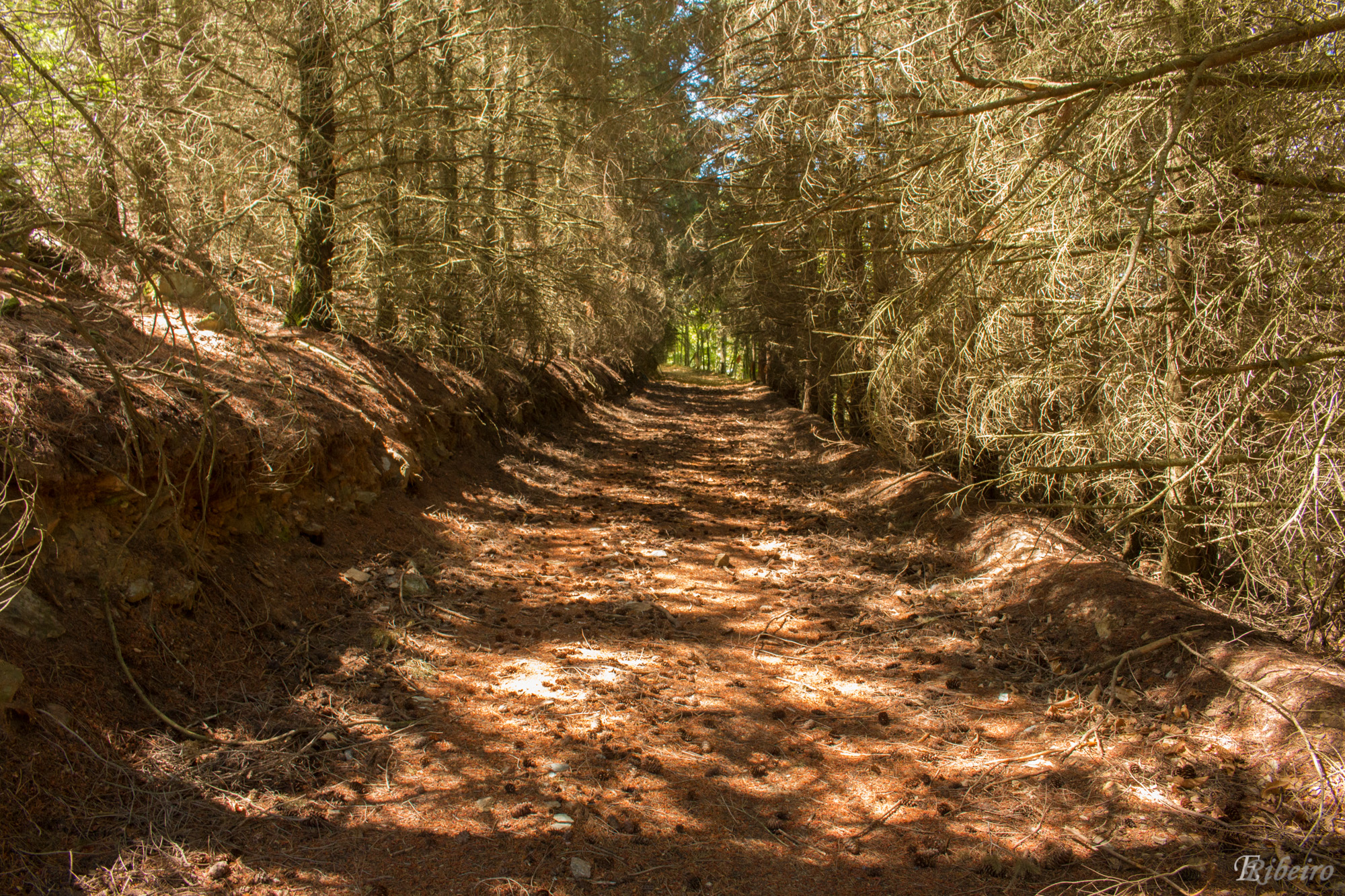 À descoberta da Serra de Bornes - GreenTrekker.pt
