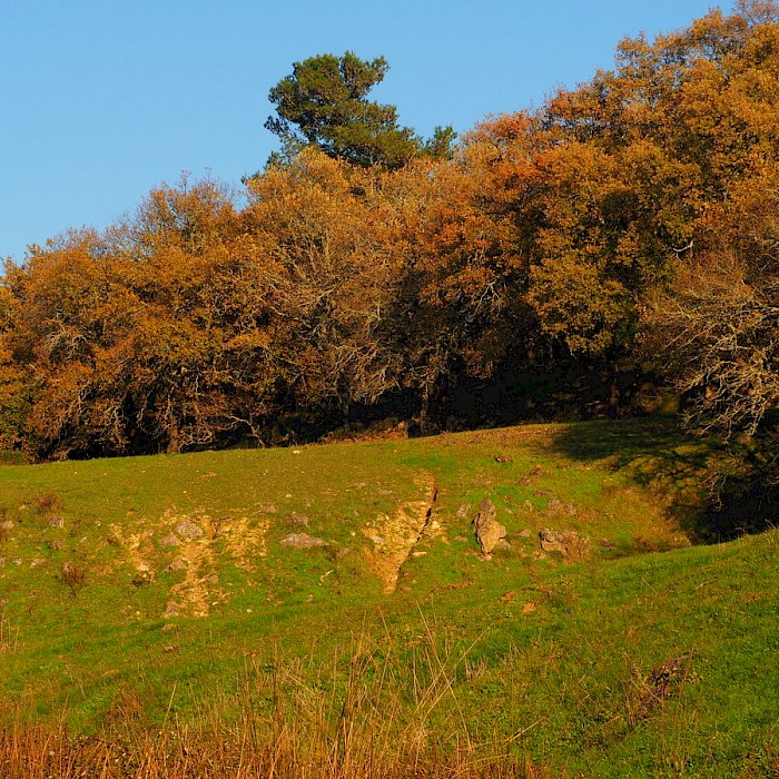 Caminhada + prova dos Fofos de Belas - GreenTrekker.pt