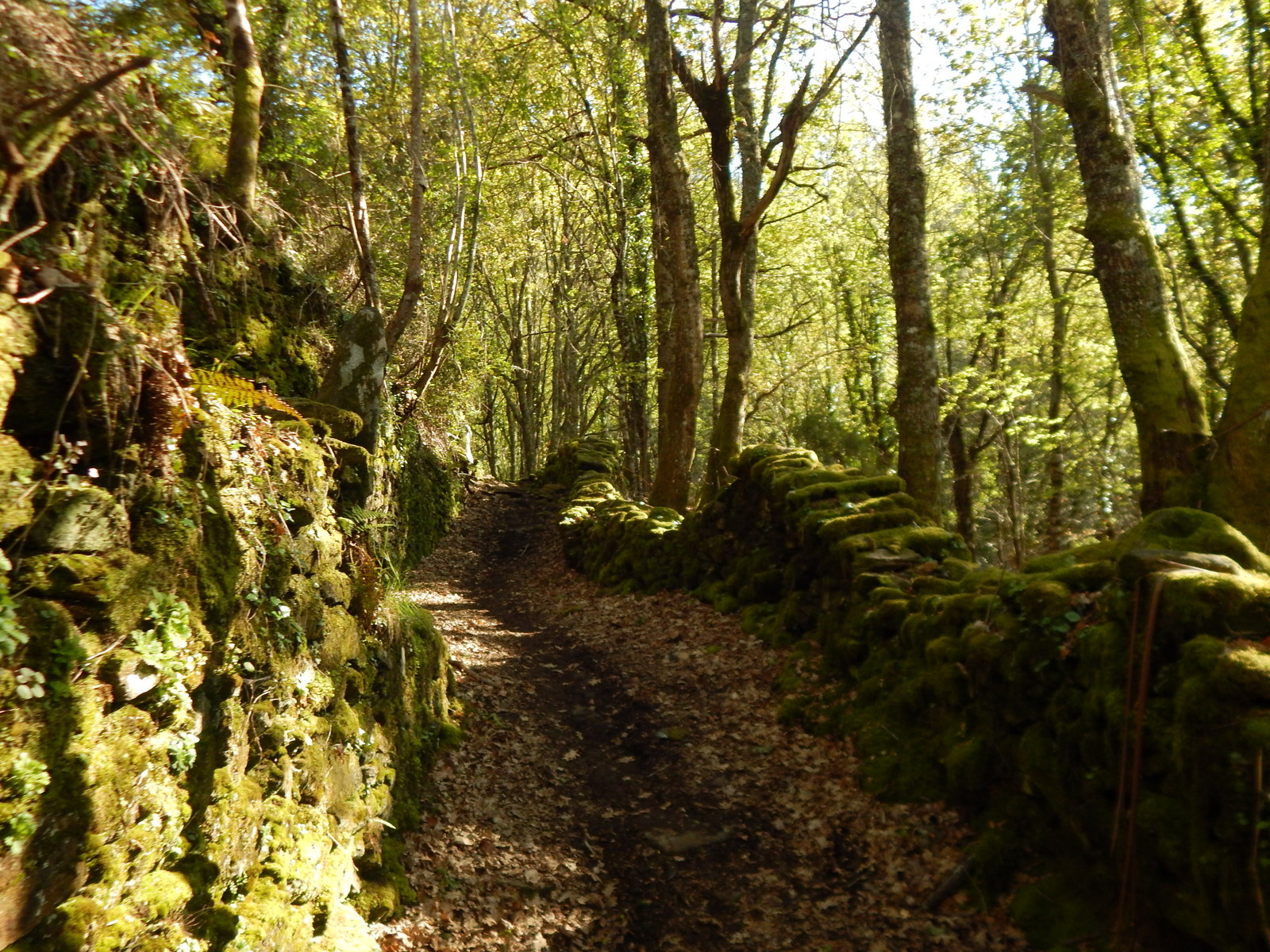 Parque Natural do Alvão - GreenTrekker.pt