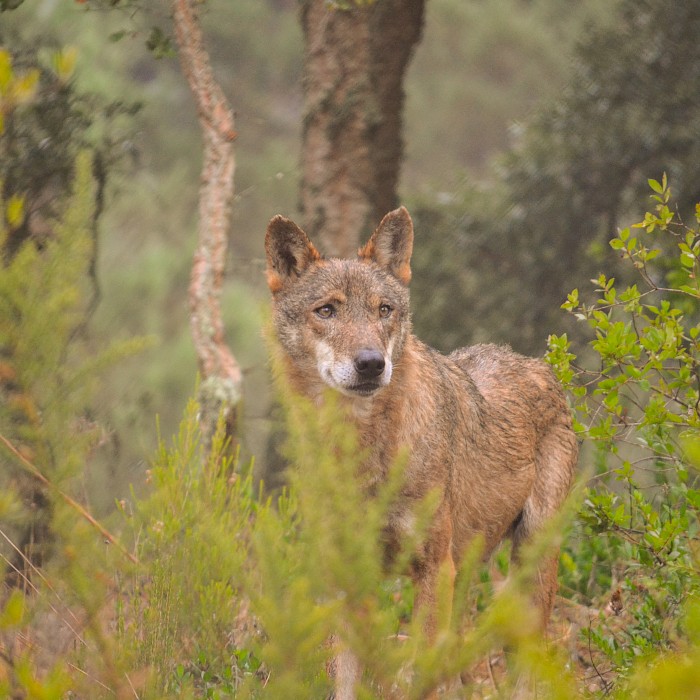 Visita ao Centro de Recuperação do Lobo Ibérico + caminhada ...
