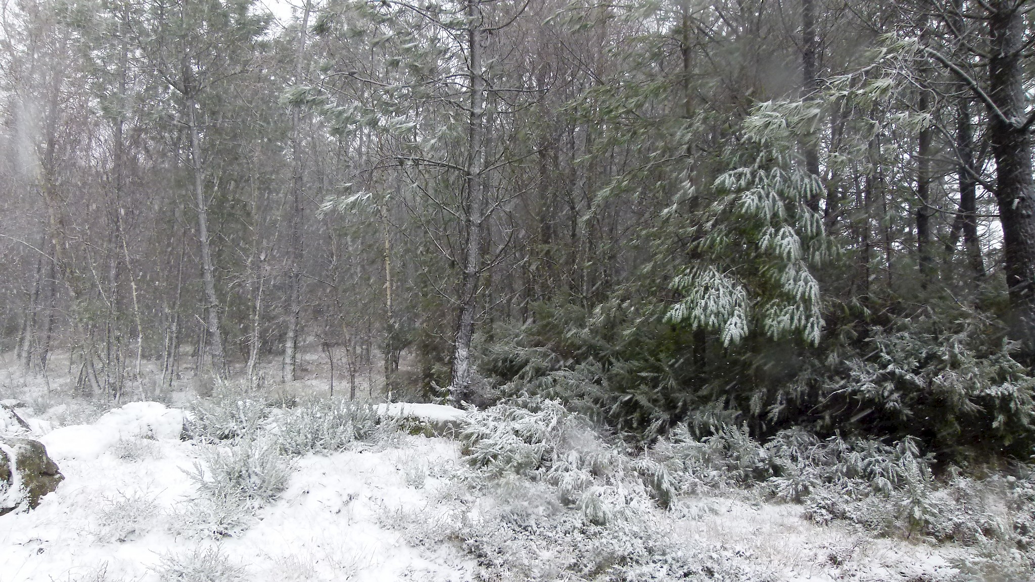 À descoberta da Serra do Caramulo - GreenTrekker.pt
