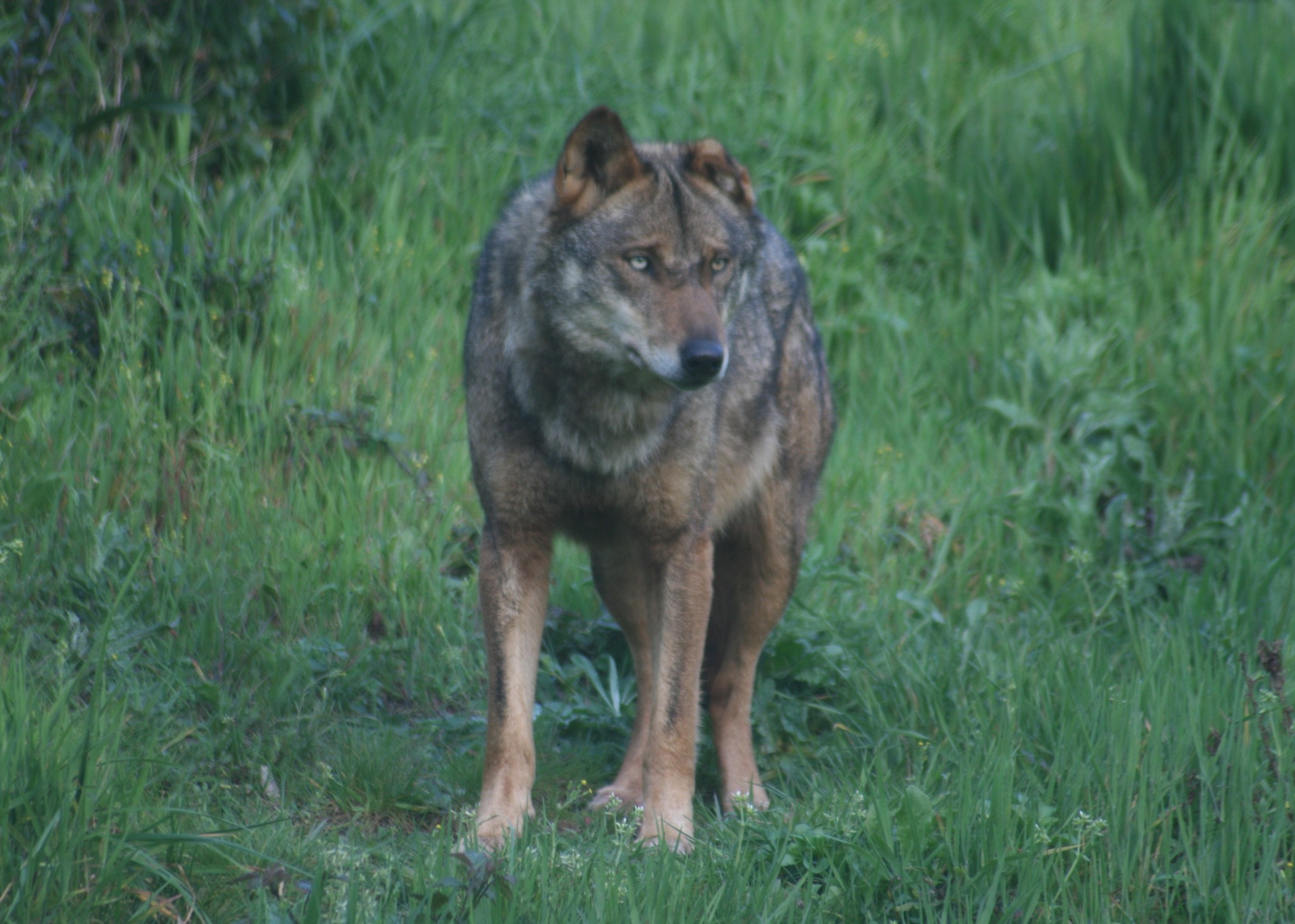 Visita ao Centro de Recuperação do Lobo Ibérico + Caminhada ...