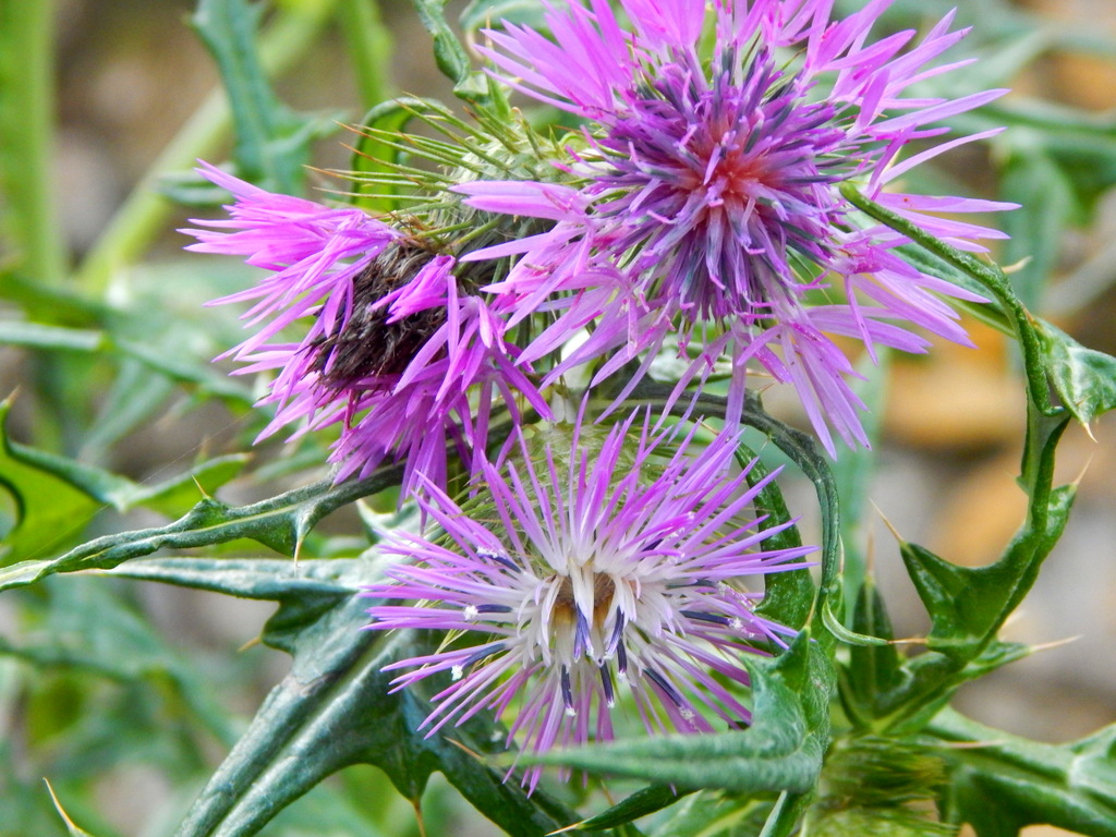 Ervas comestíveis e plantas medicinais nas aldeias serranas ...